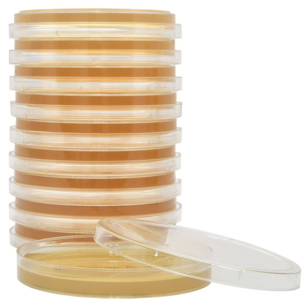 Hardy Diagnostics W570: Tryptic Soy Agar 26ml Irradiated